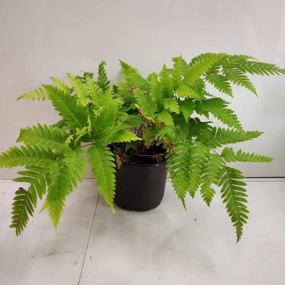 Pteridium Aquilinum Leaf Blade Fern - NurseryBuy