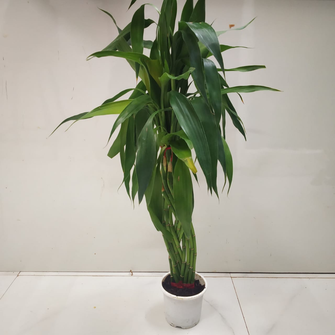 Braided Lucky Bamboo - Nursery Buy