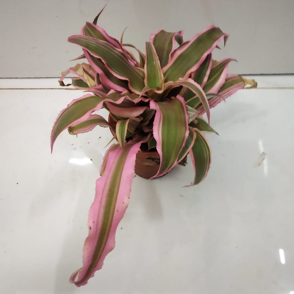 Cryptanthus Bivittatus 'Pink Starlite' Mini - NurseryBuy