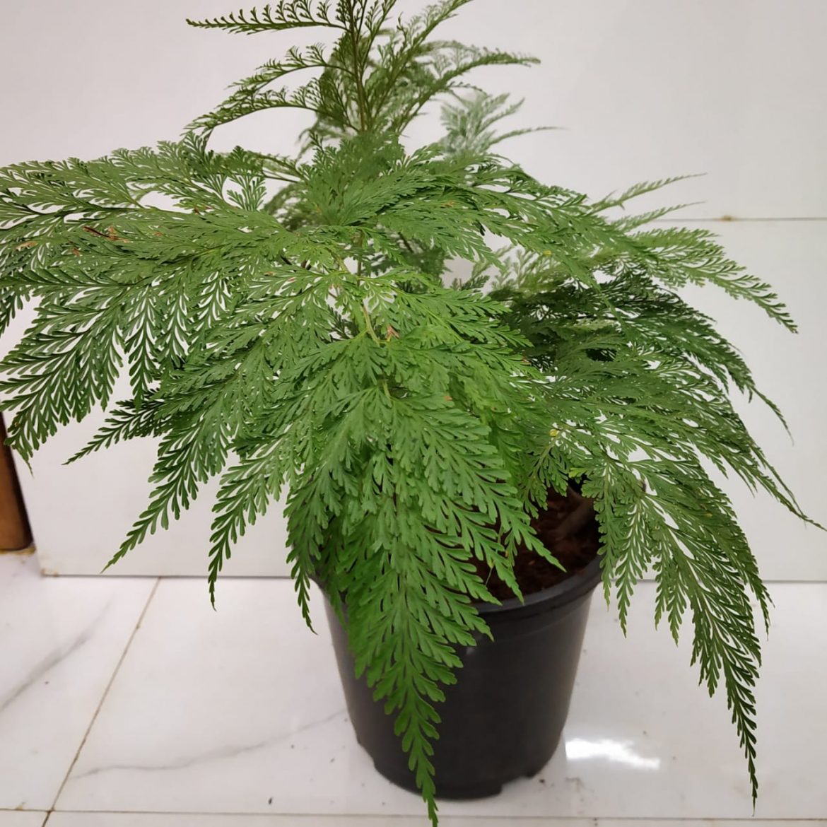 Davallia Trichomanoides 'White Rabbit's Foot Fern' - NurseryBuy