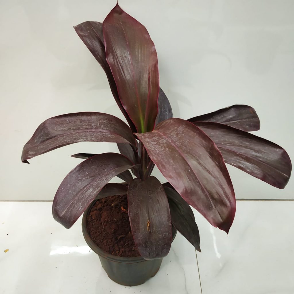 Cordyline Terminalis 'Ruby' - NurseryBuy