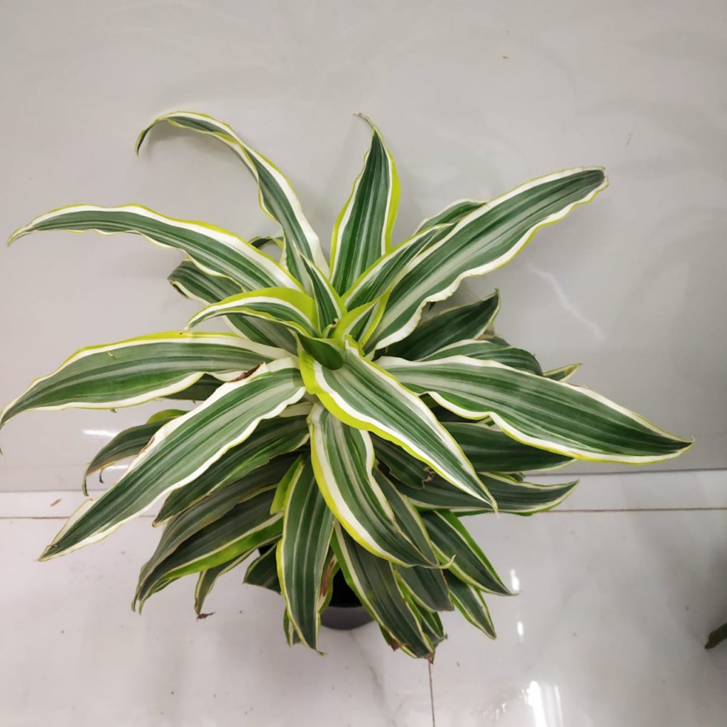 Dracaena Deremensis 'Warneckii Green White' - NurseryBuy