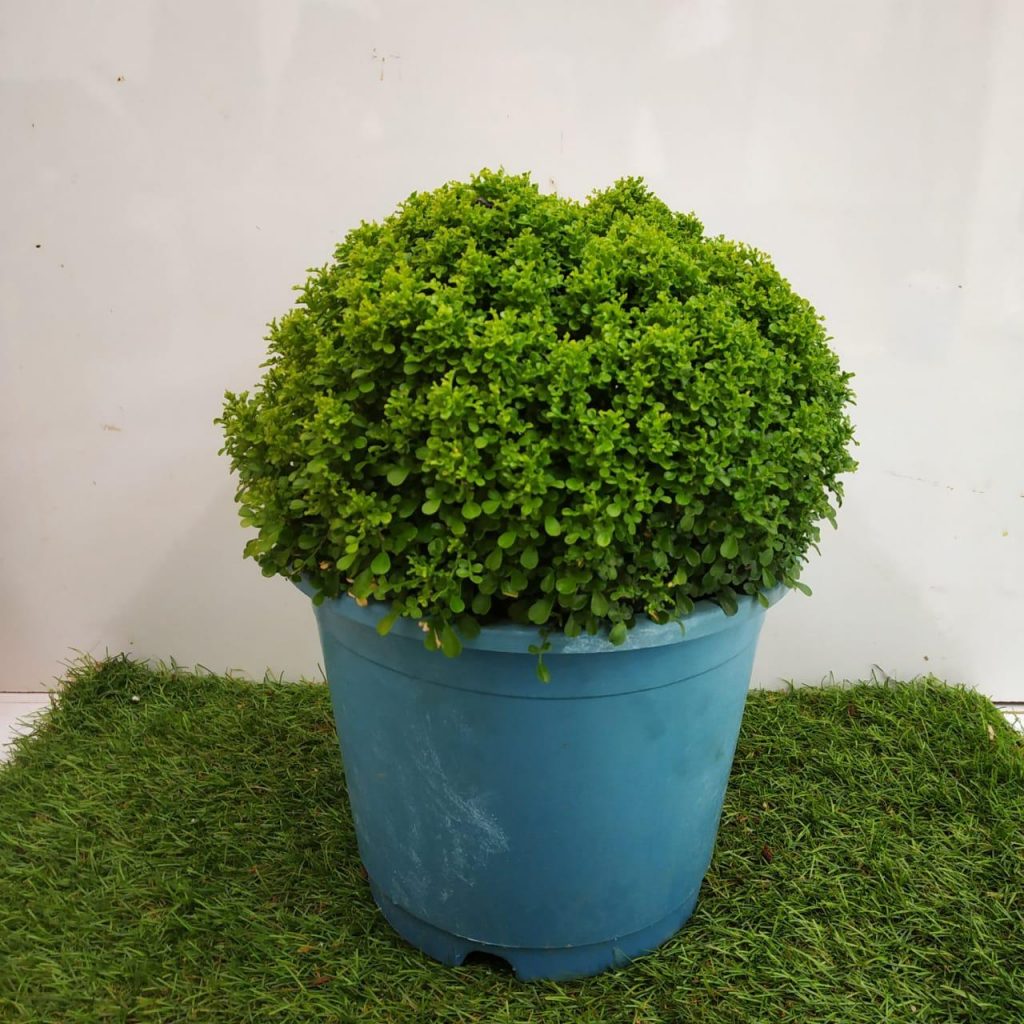 Dwarf Murraya Paniculata Large (Dwarf Kamini Bonsai) - NurseryBuy