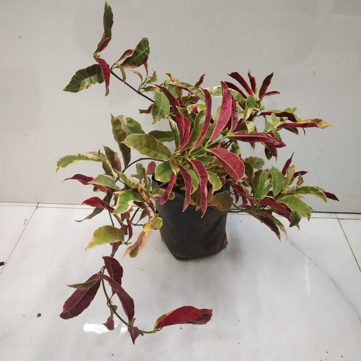 Excoecaria Cochinchinensis (Chinese Croton) - NurseryBuy
