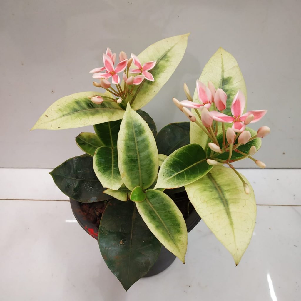 Ixora Variegated - Nursery Buy
