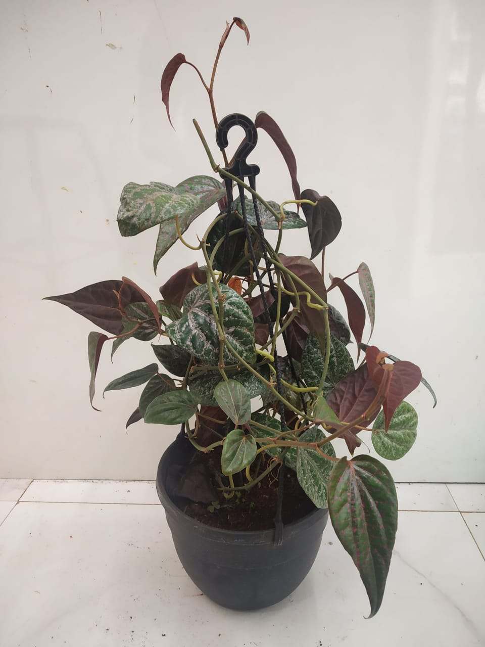 Piper Ornatum Large (Red Betel Leaf) - Nursery Buy