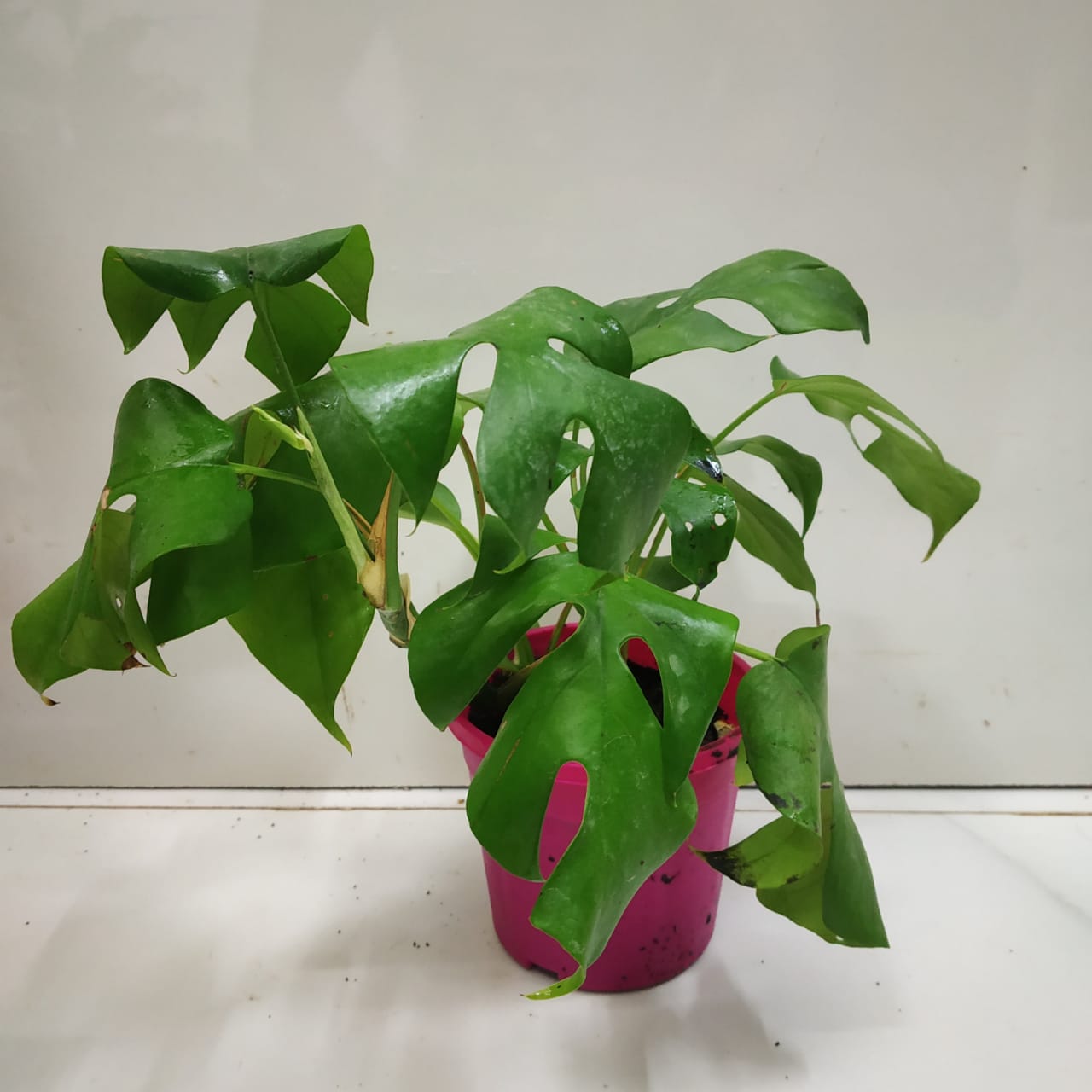 Rhaphidophora 'Tetrasperma' (Mini Monstera Plant) - Nursery Buy