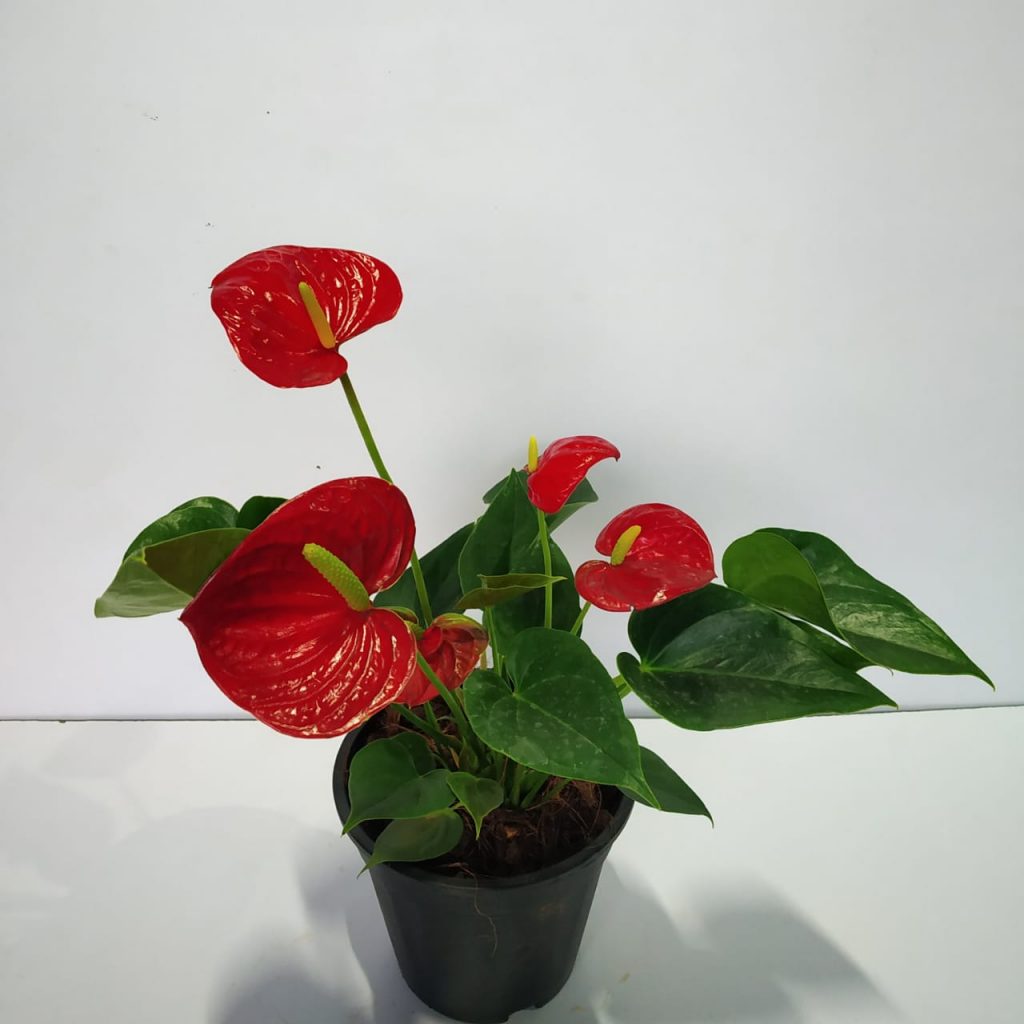 Anthurium 'Red Success' - NurseryBuy