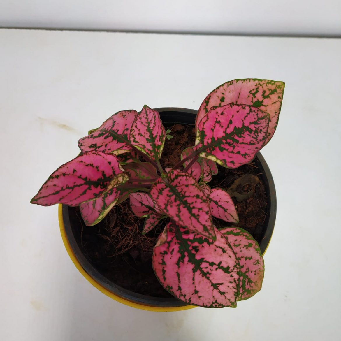 Polka Dot Plant Pink (Hypoestes phyllostachya) - NurseryBuy