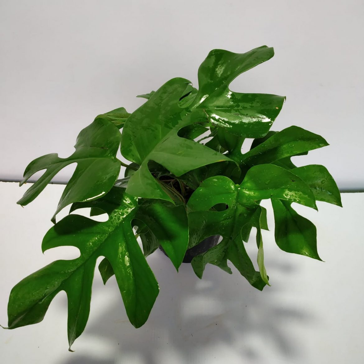 Rhaphidophora 'Tetrasperma' (Mini Monstera Plant) - NurseryBuy