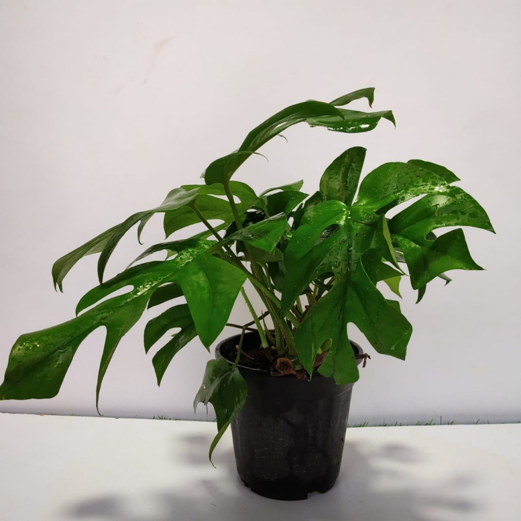 Rhaphidophora 'Tetrasperma' (Mini Monstera Plant) - NurseryBuy