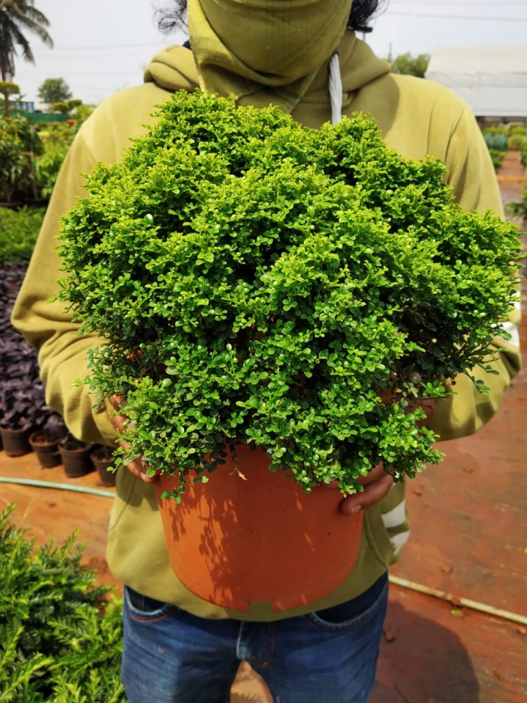 Dwarf Murraya Paniculata Large (Dwarf Kamini Bonsai) - NurseryBuy