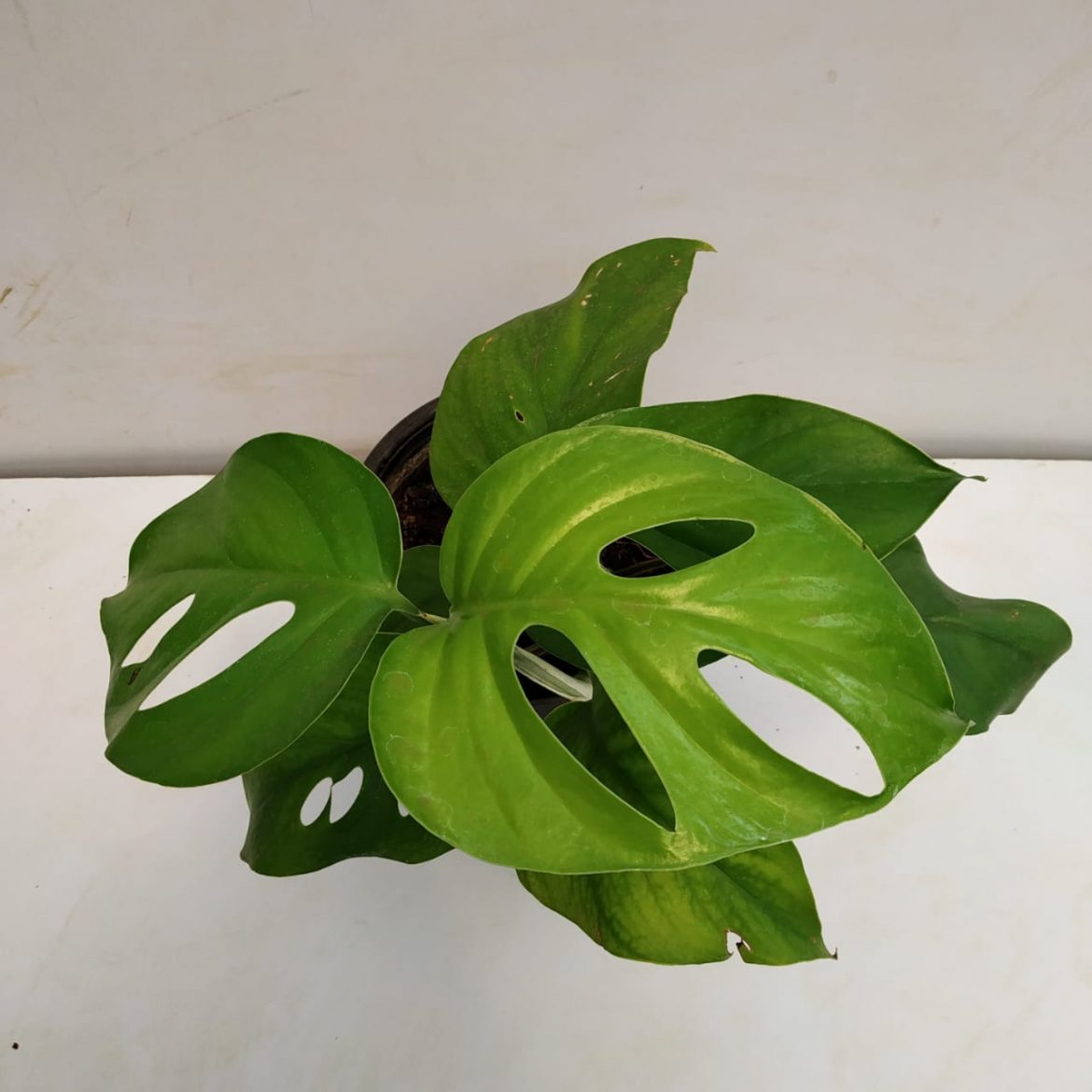 Rhaphidophora 'Pertusa' - NurseryBuy