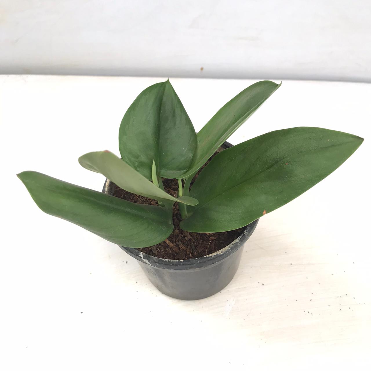 Scindapsus Treubii 'Moonlight' - NurseryBuy