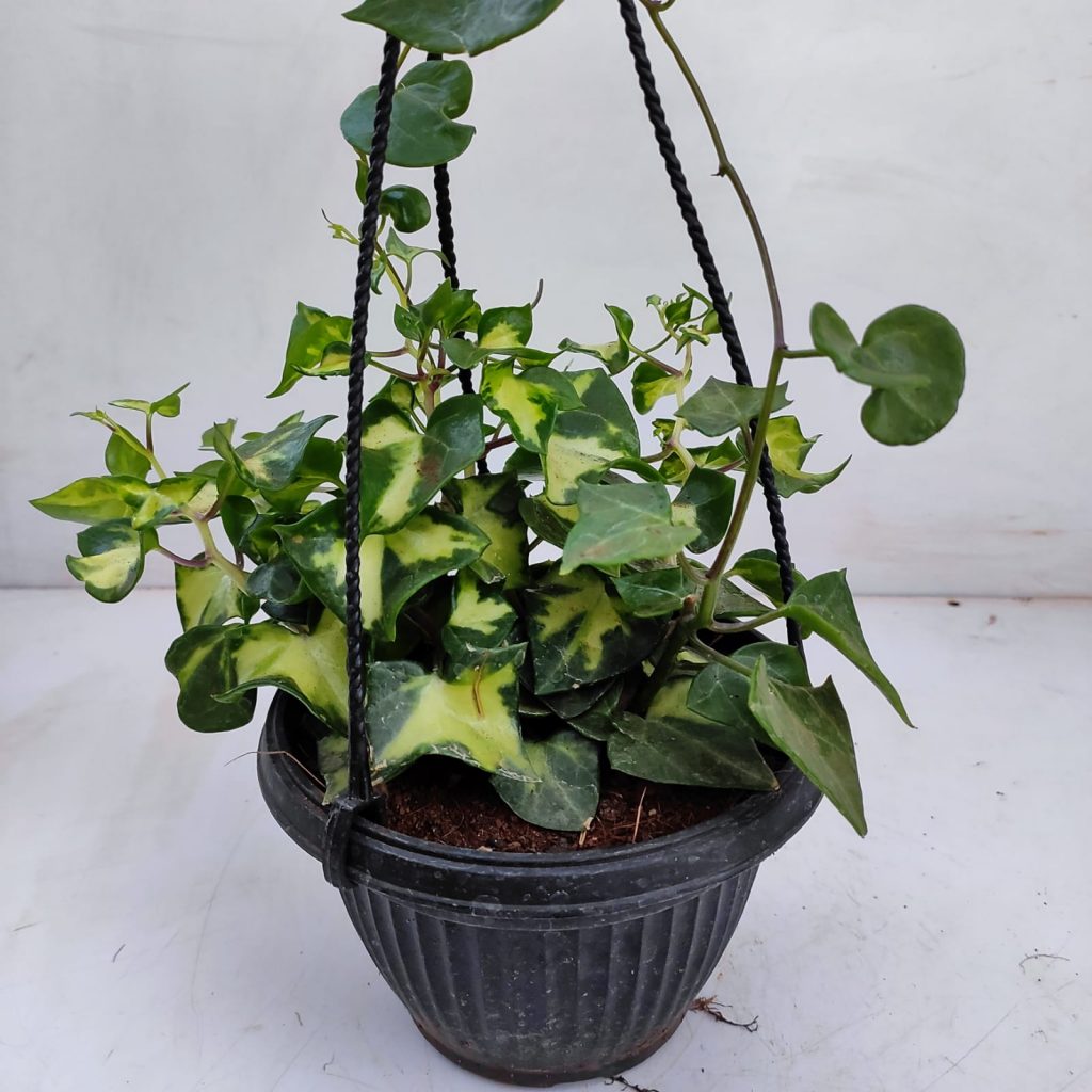 Senecio mikanioides (Variegated German Ivy) in hanging Pot - NurseryBuy