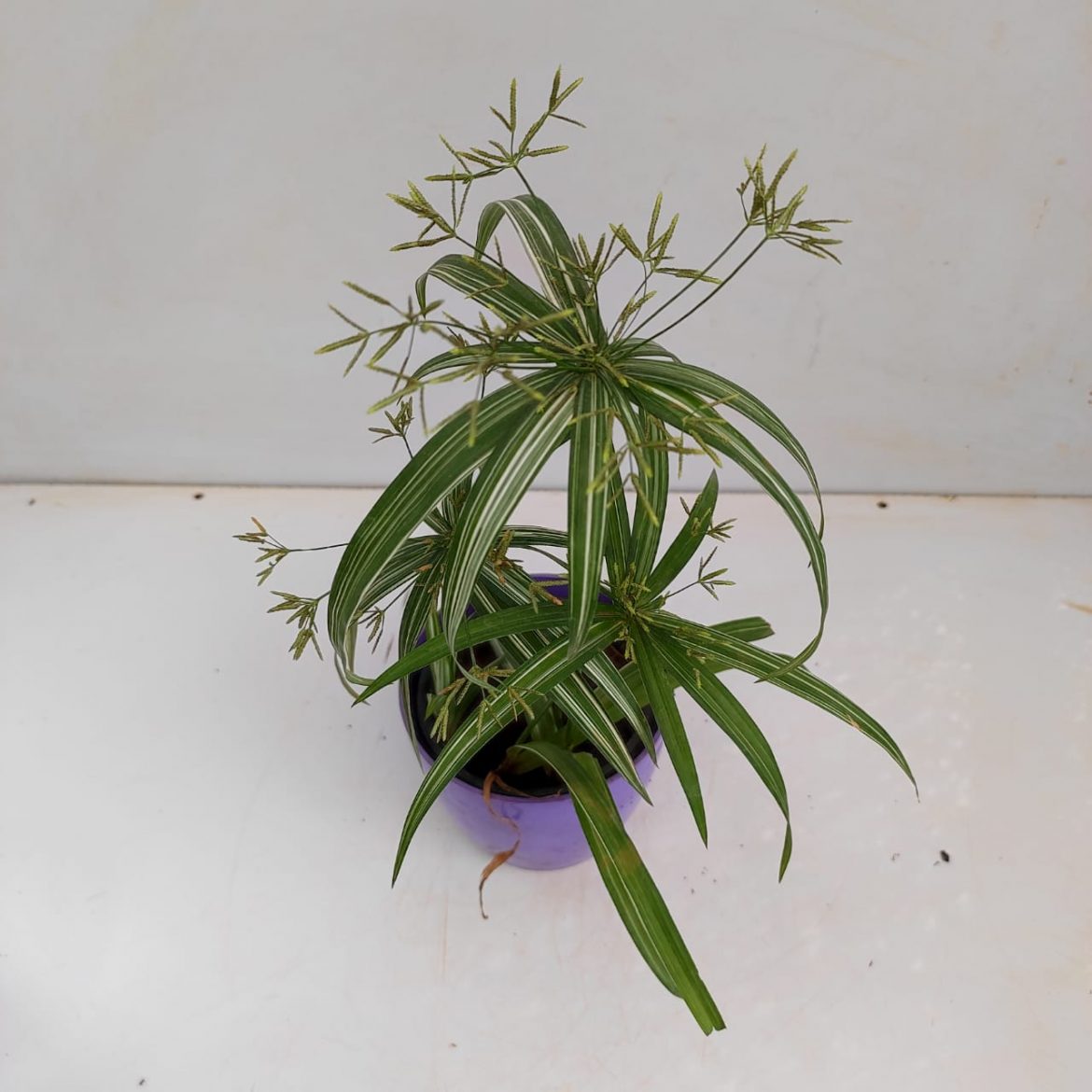Cyperus Alternifolius 'Variegatus' (Umbrella plant) - NurseryBuy
