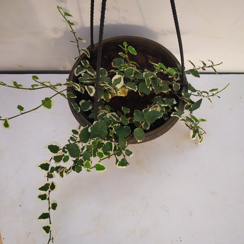 Ficus Pumila 'Variegated' - NurseryBuy