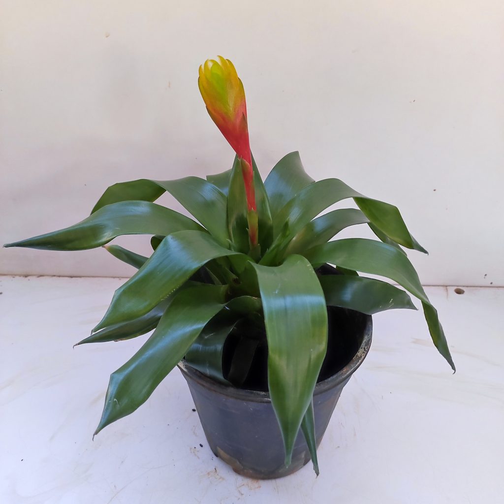 Bromeliad Flaming Sword (Vriesea Splendens) - NurseryBuy