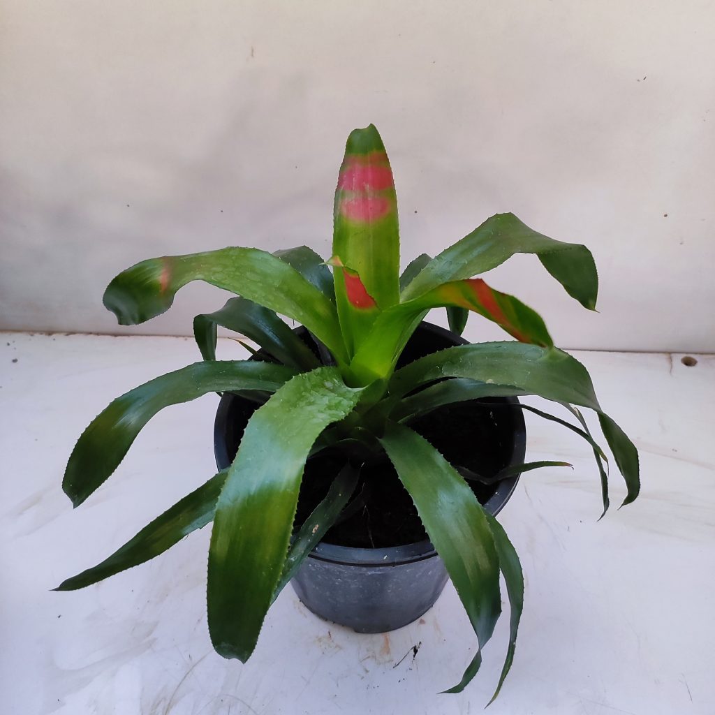 Bromeliad Neoregelia Red lipstick - NurseryBuy