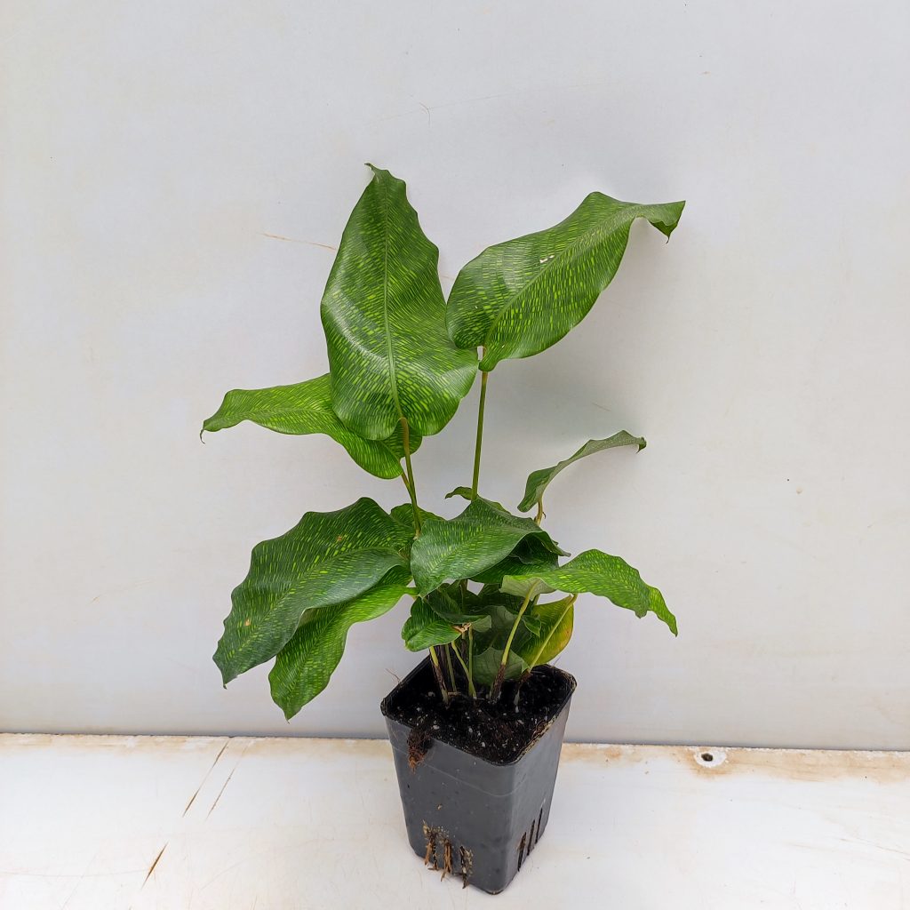 Calathea Mosaica Network Mini - NurseryBuy