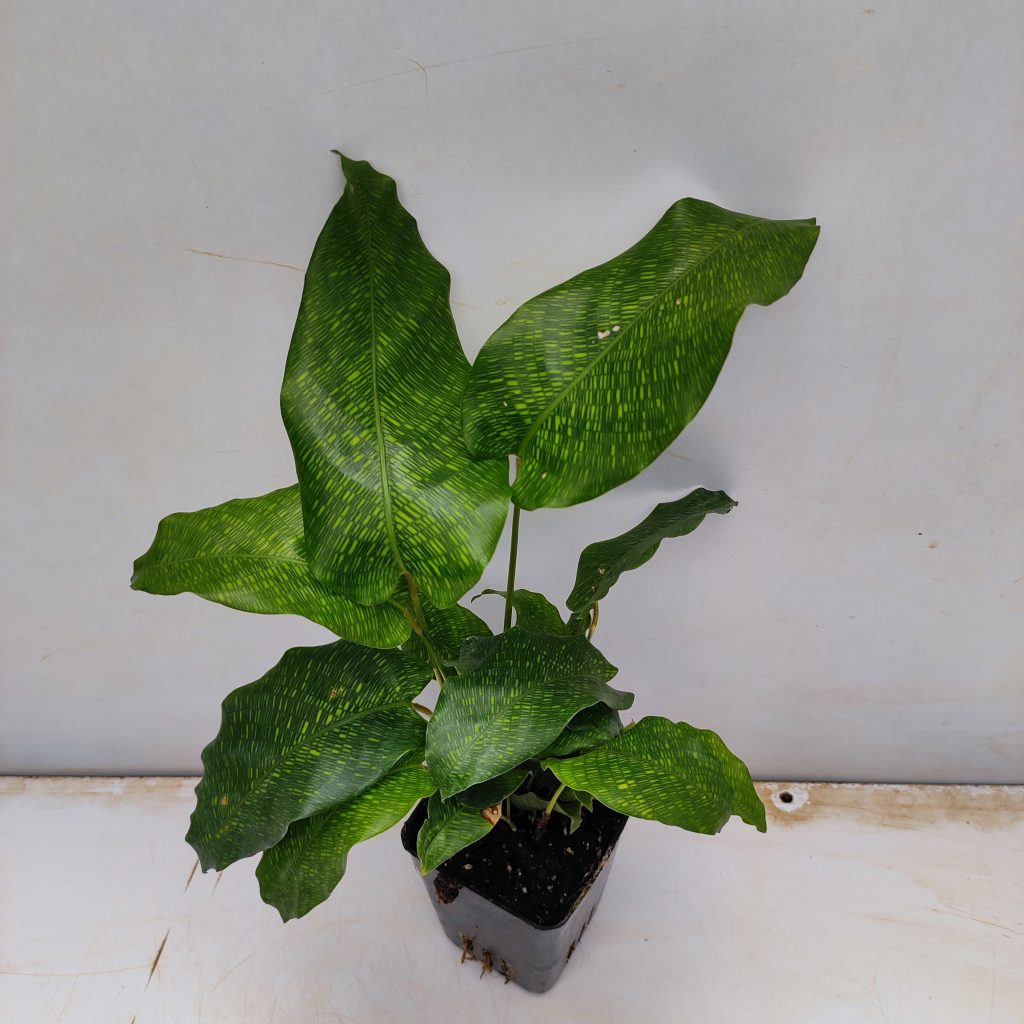 Calathea Mosaica Network Mini - NurseryBuy