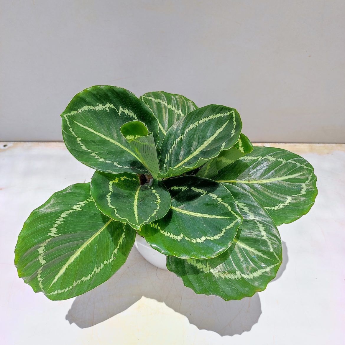 Calathea 'Green Goddess' - NurseryBuy