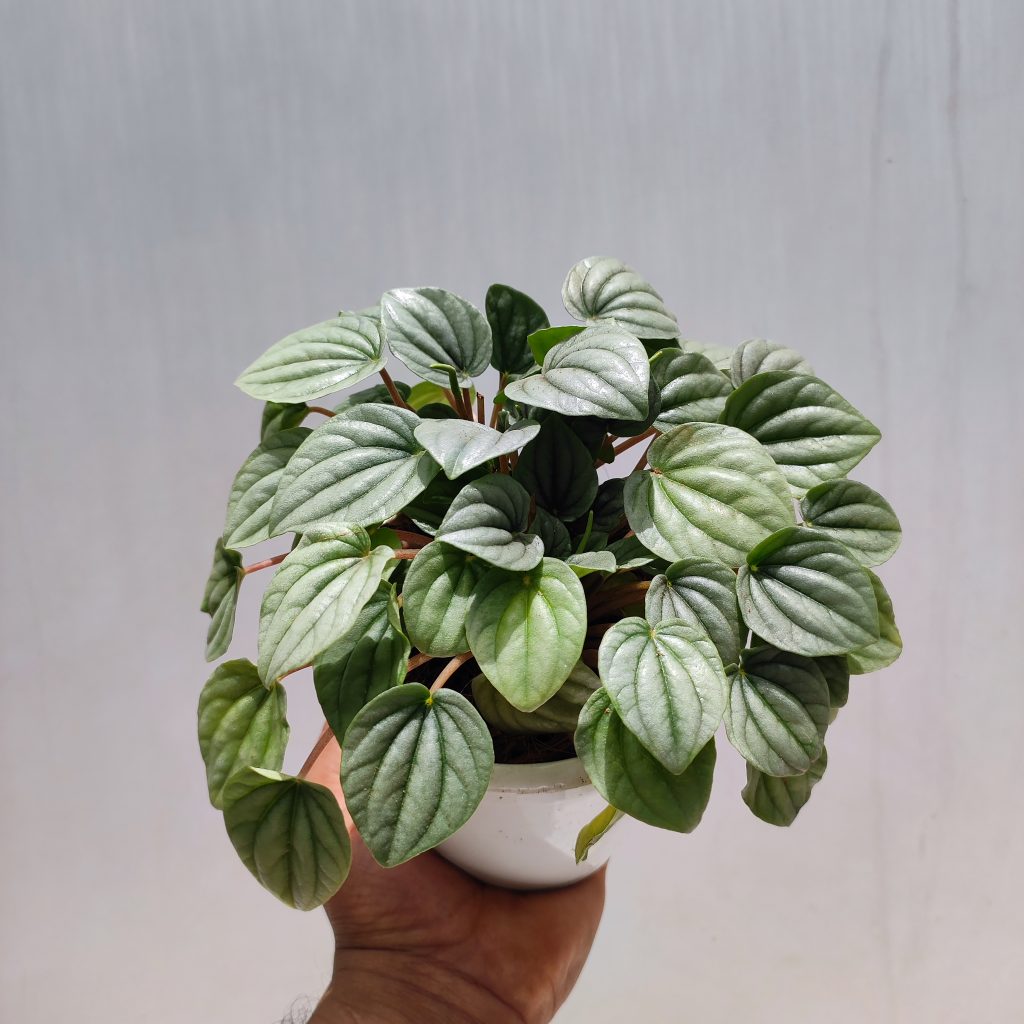 Peperomia 'Frost' - NurseryBuy