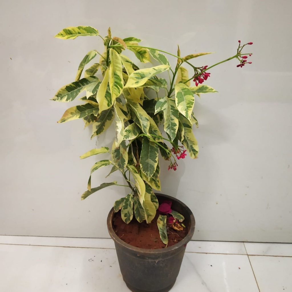 Jatropha Integerrima ('Variegated Jatropha') - NurseryBuy