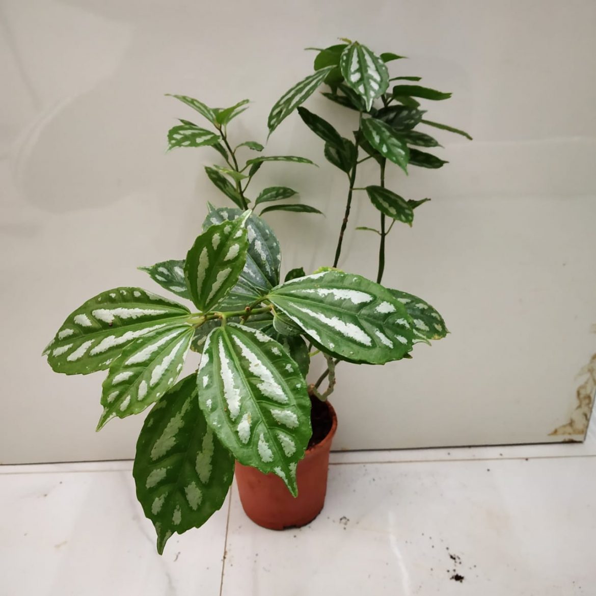 Pilea 'Cadierei Aluminium' (Watermelon Pilea) - NurseryBuy