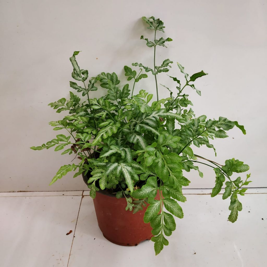 Pteris Ensiformis 'Evergemiensis' - NurseryBuy