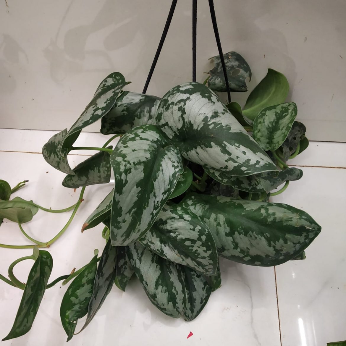 Scindapsus Pictus ‘Exotica’ - Nursery Buy