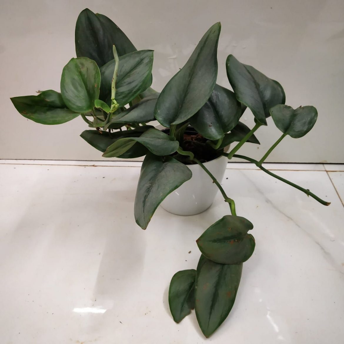 How To Grow & Care Scindapsus Plants? - NurseryBuy