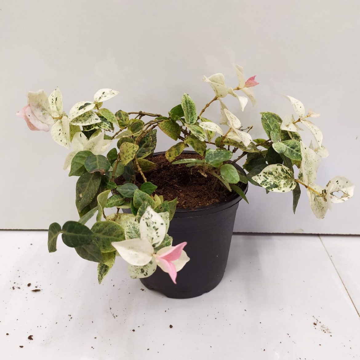 Trachelospermum Jasminoides Tricolor (Tricolor Star Jasmine) - Nursery Buy