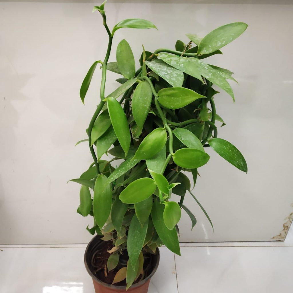 Vanilla 'Planifolia' - NurseryBuy