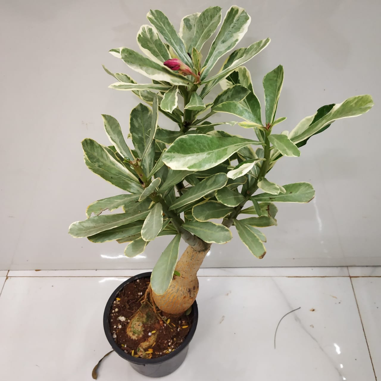 Variegated Adenium Bonsai - Nursery Buy