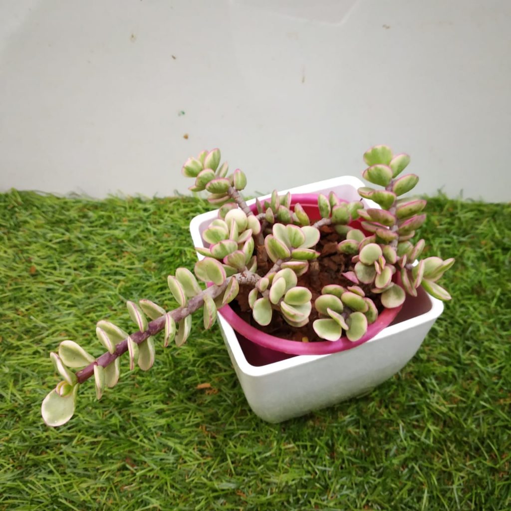 Variegated Elephant Bush (Jade Plant) - NurseryBuy