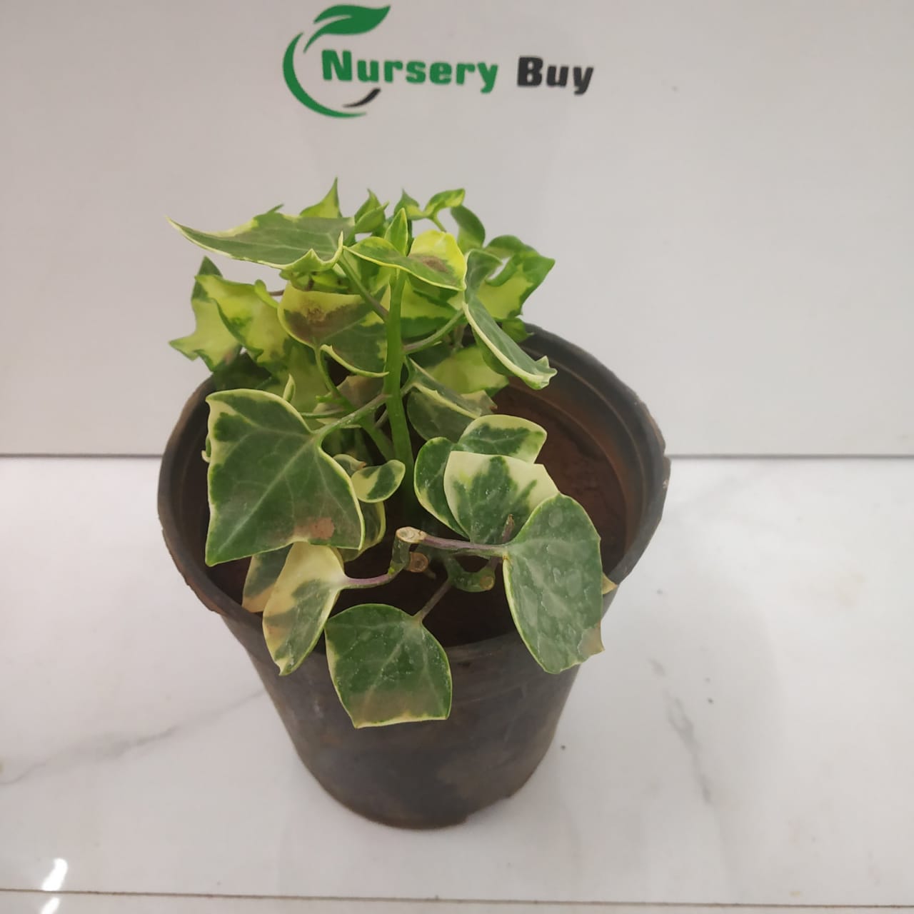 Senecio Macroglossus ‘Variegatus’ (Variegated Wax Ivy) - Nursery Buy