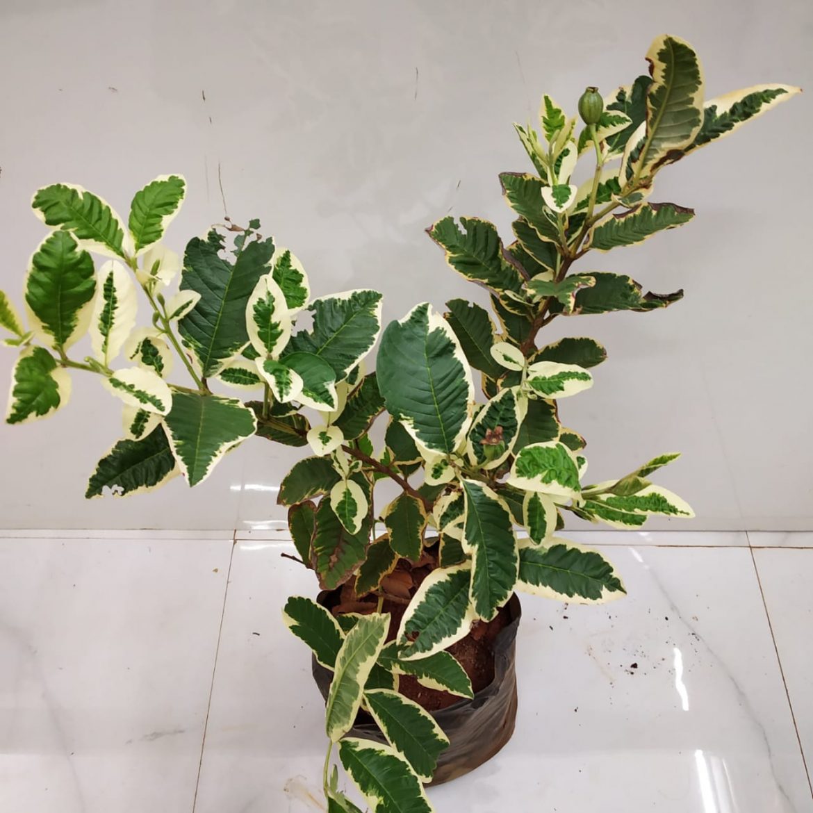 Variegated Guava Fruit Plant - Nursery Buy