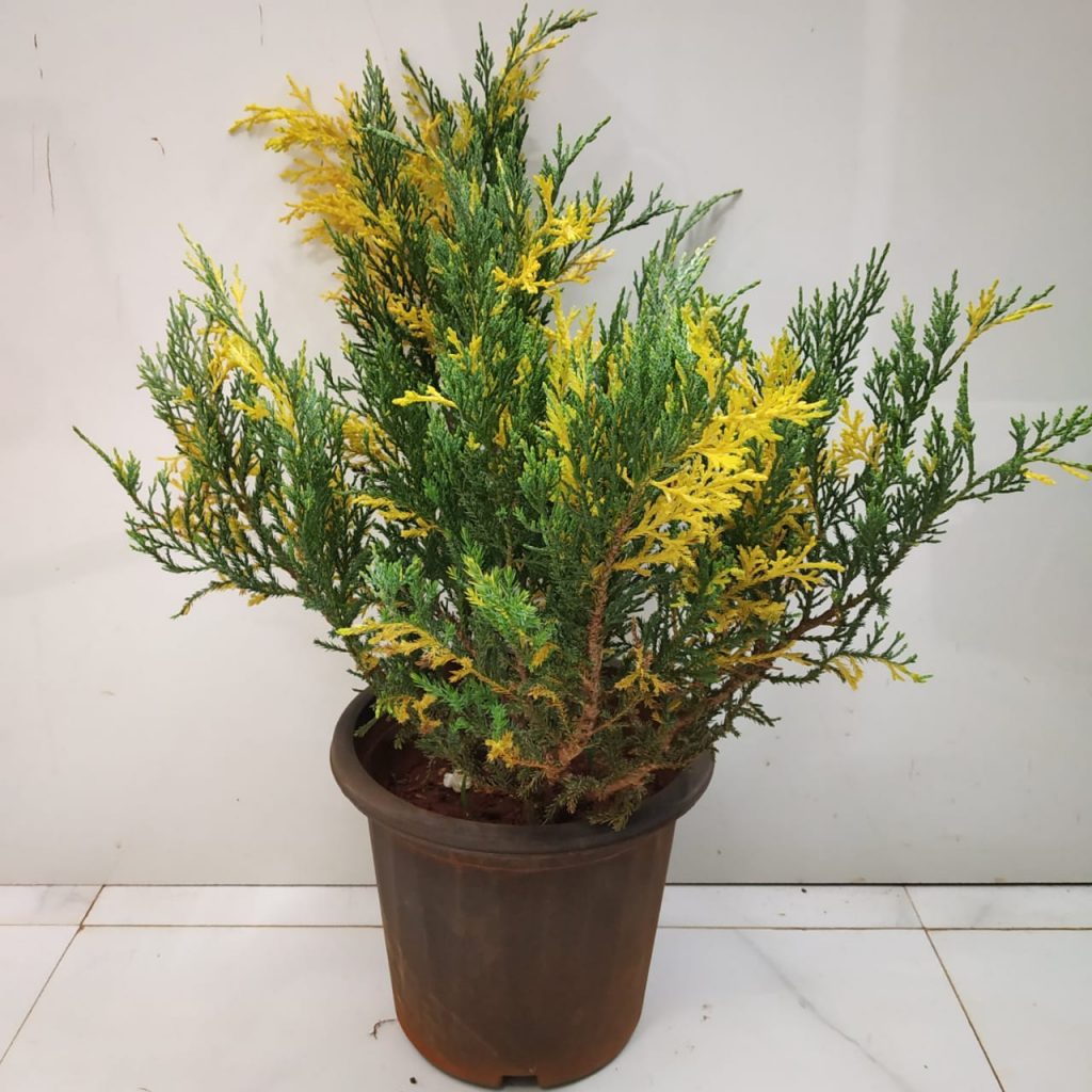 Variegated Thread Cypress - NurseryBuy