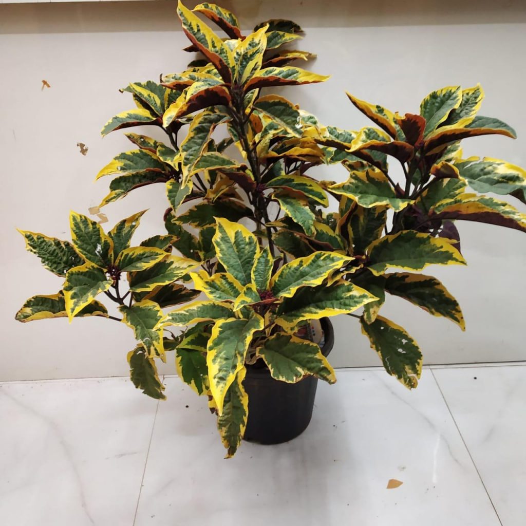 Clerodendrum Quadrilo 'Brandonii' (Variegated Starburst Shrub ...