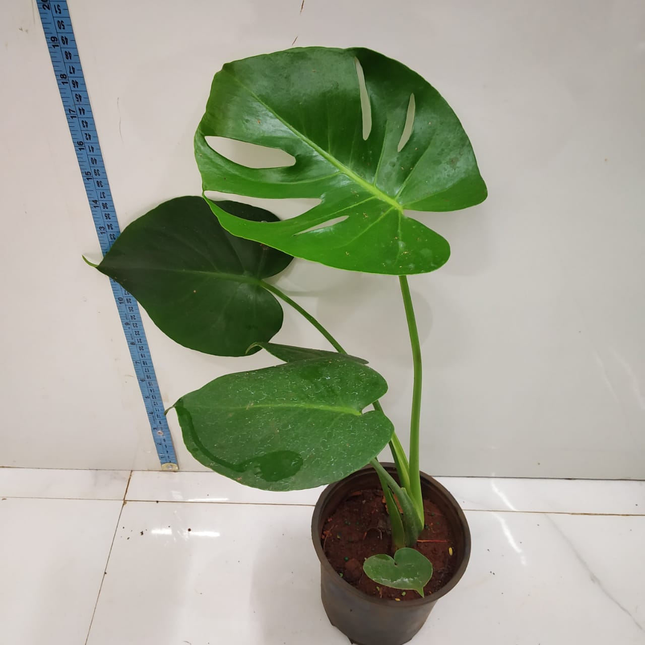 Monstera ‘Deliciosa’ – Nursery Buy