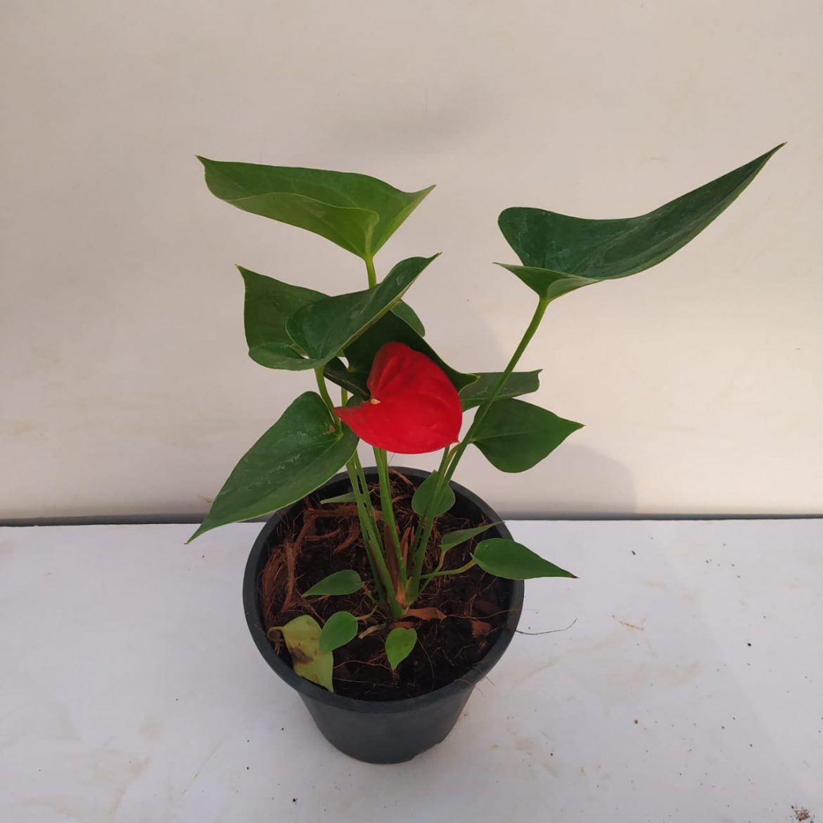 Anthurium 'Red Success' - NurseryBuy