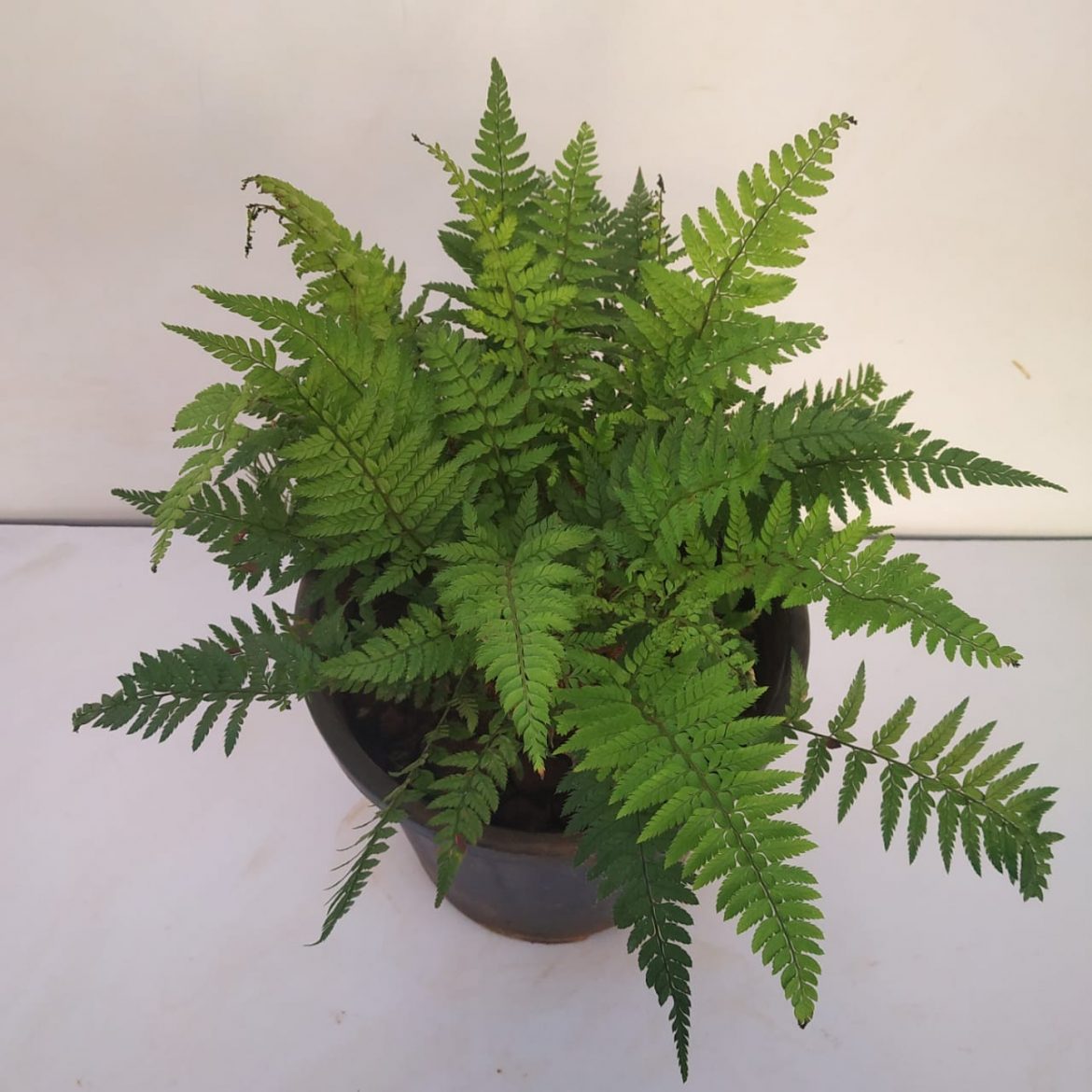 Athyrium Spicatum - NurseryBuy