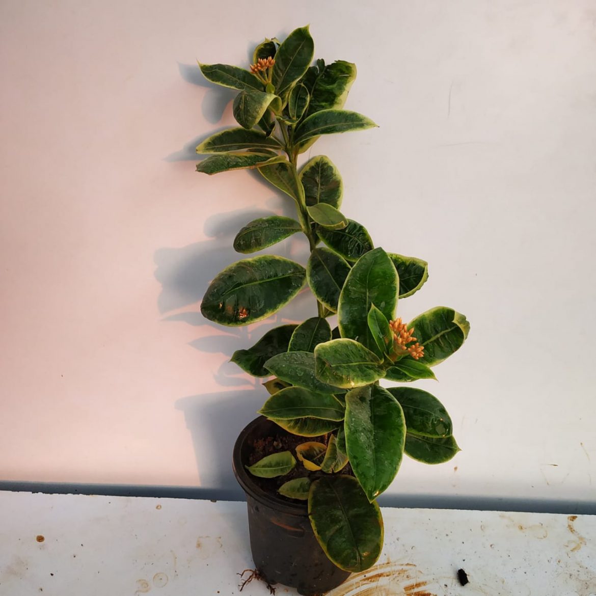 Ixora Variegated - Nursery Buy