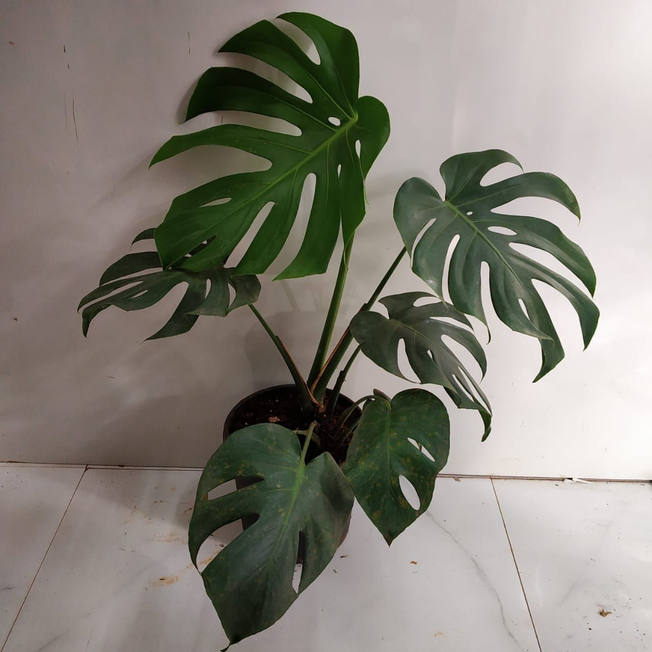 How to care for your Monstera - NurseryBuy