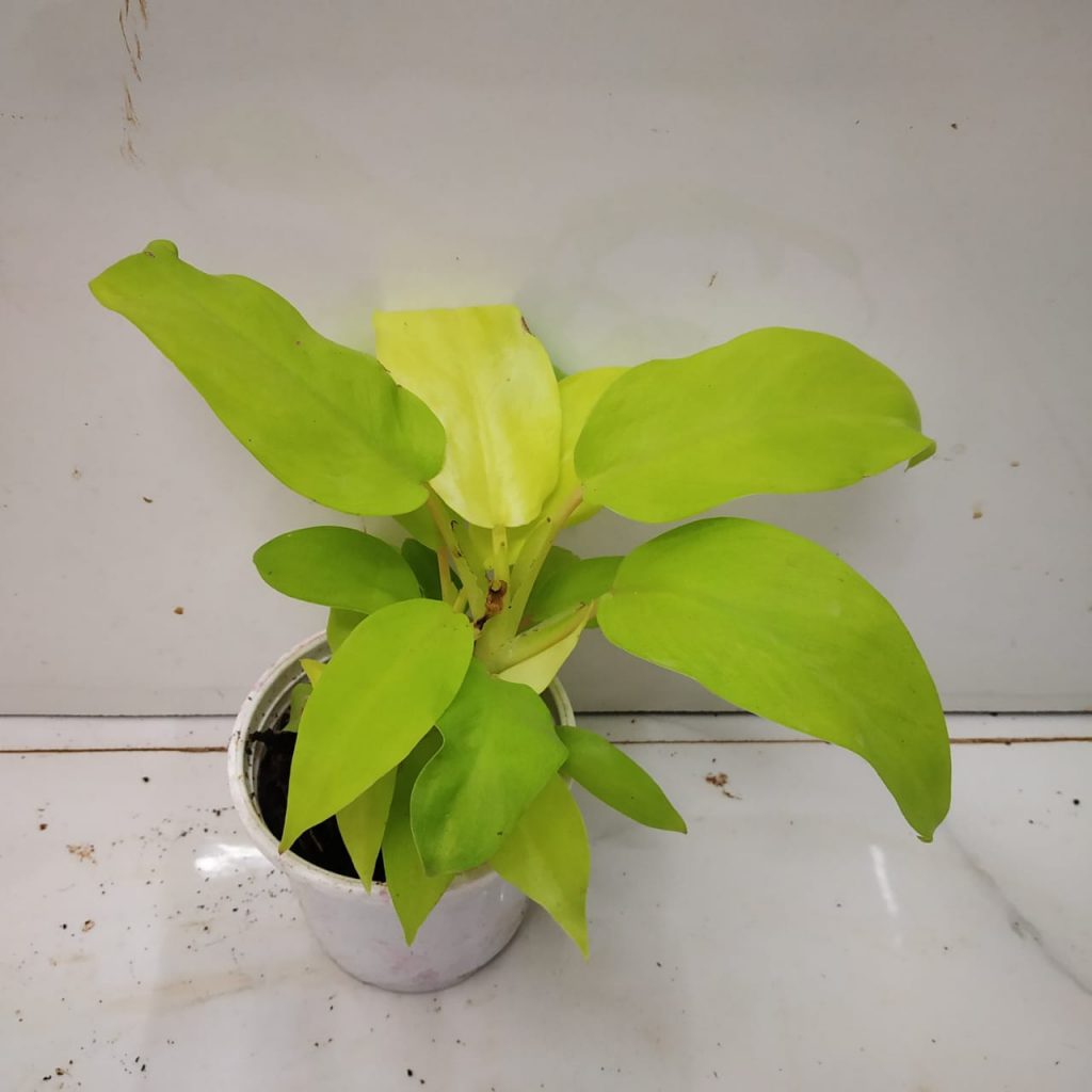 Philodendron 'Ceylon Gold' - NurseryBuy