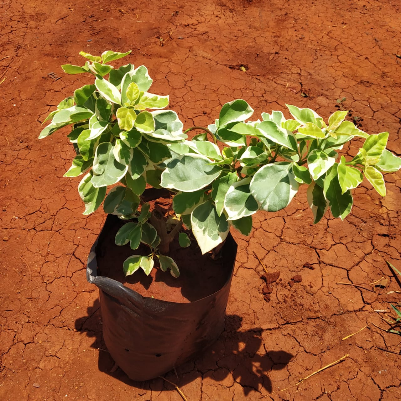 Variegated Bougainvillea Rubra - NurseryBuy