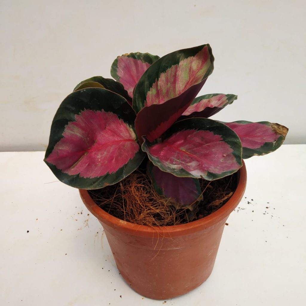Calathea Roseopicta 'Rosy' - Nursery Buy