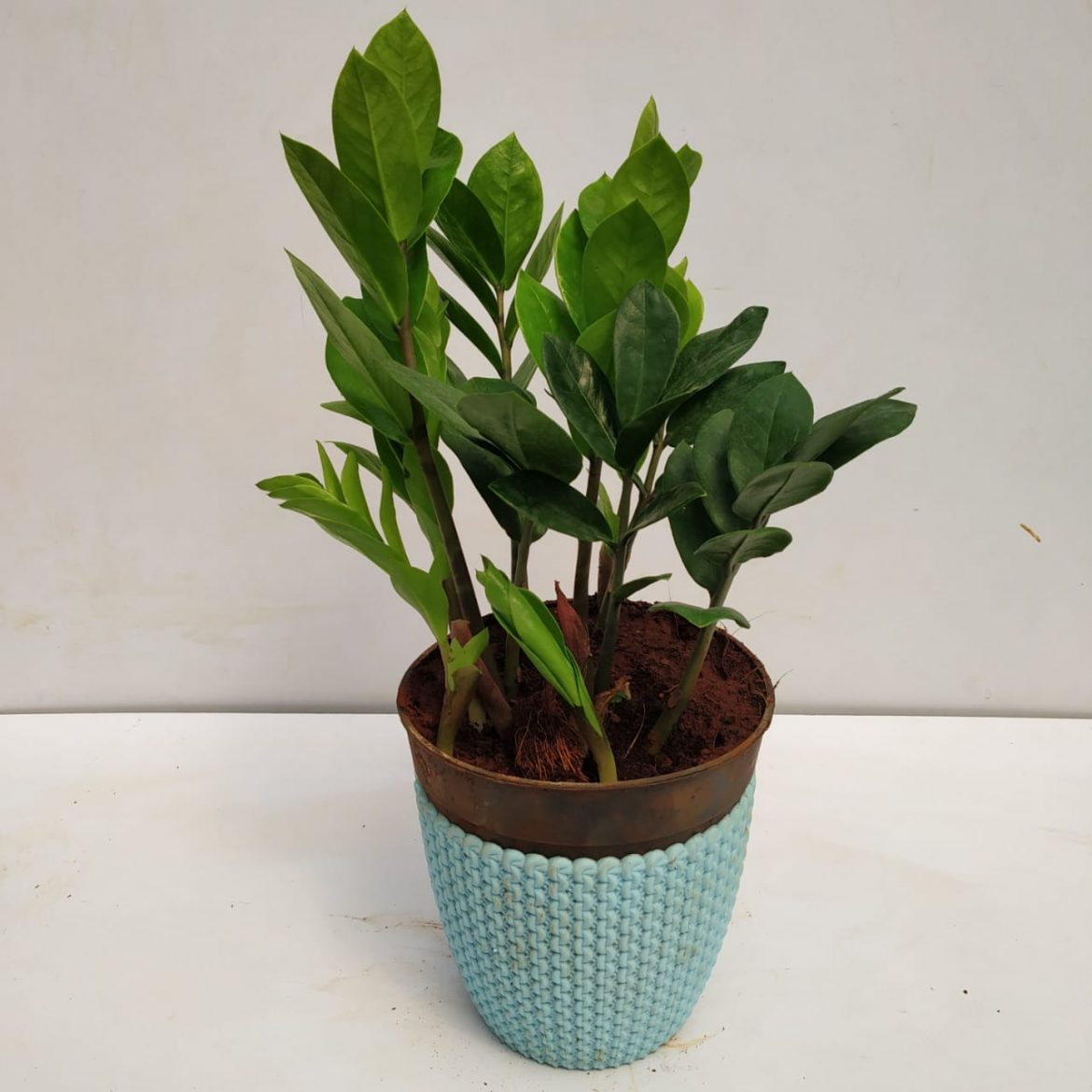 Zamia Green - NurseryBuy