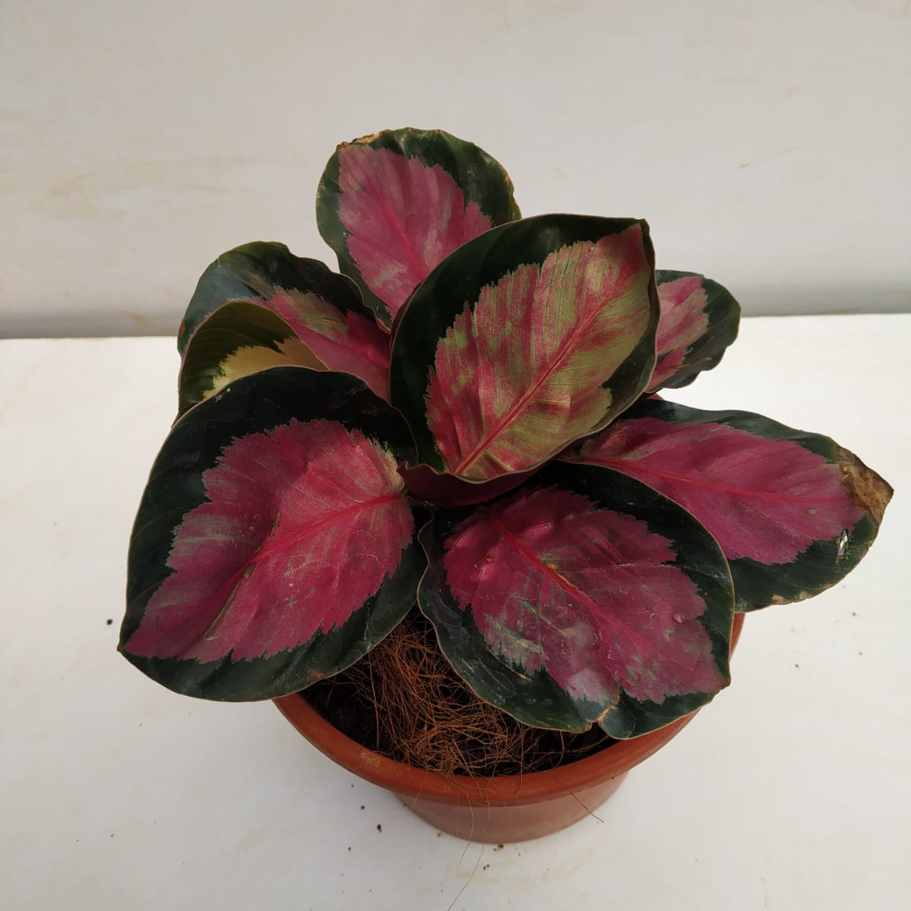 Calathea Roseopicta 'Rosy' - Nursery Buy